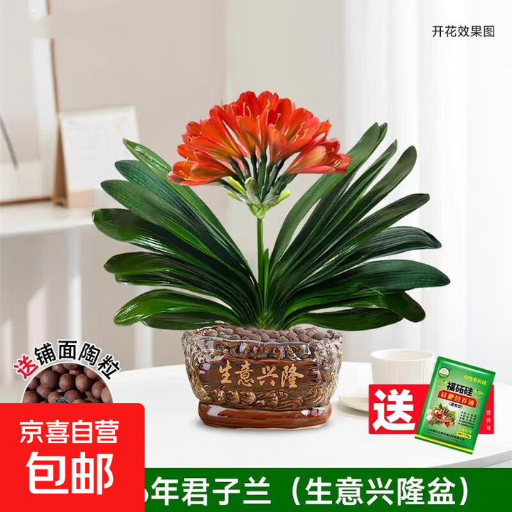 君子兰盆栽兰花花苗客厅名贵花卉绿植四季易活室内植物盆景 特级君子兰15-18片叶+生意兴隆瓷盆+陶粒+液【图片 价格 品牌 报价】-京东